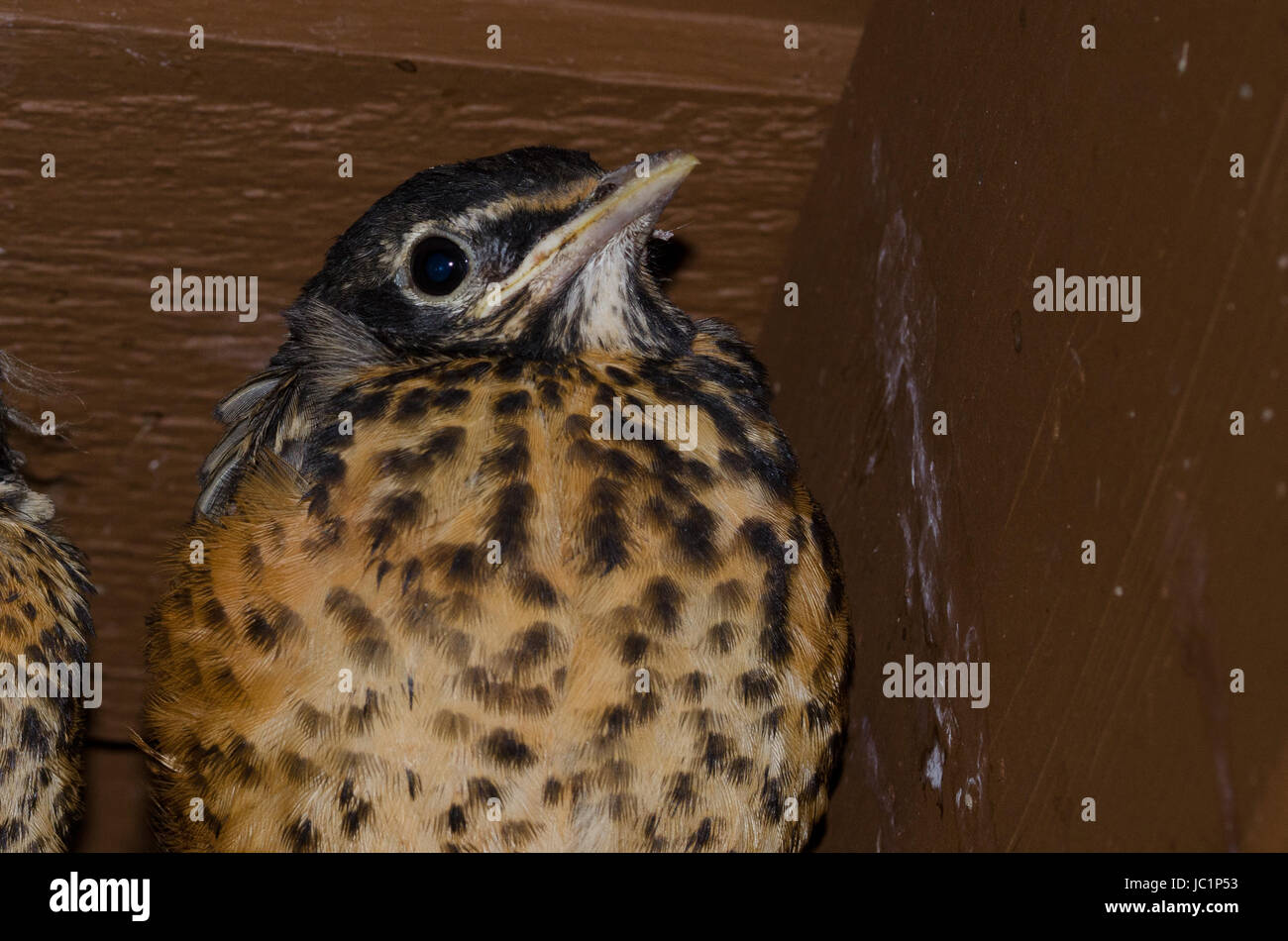 Immature robin bird nest hi-res stock photography and images - Alamy