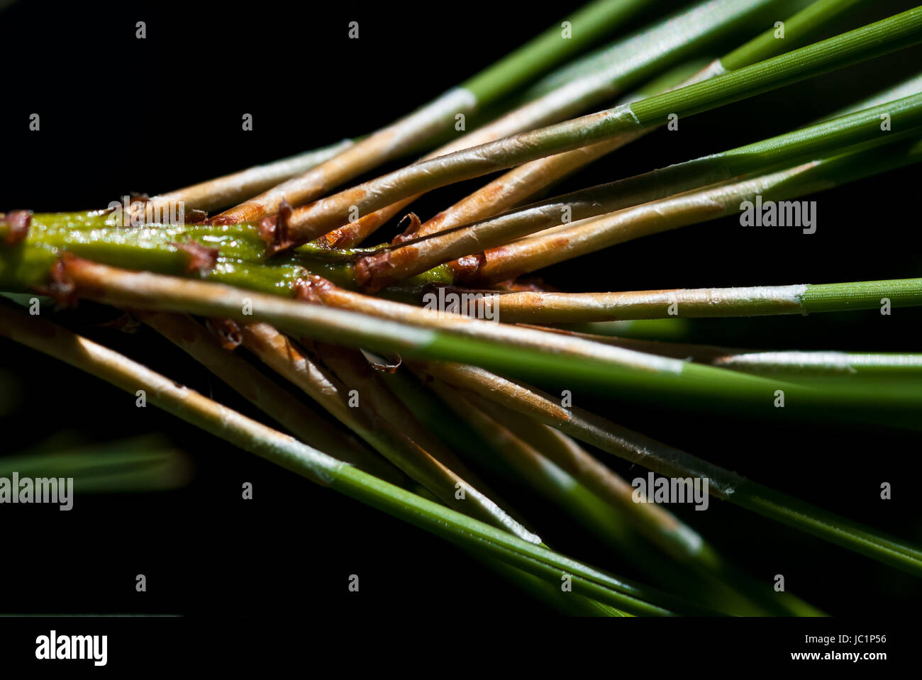 Nature’s Abstract – Pine Needles Stock Photo - Alamy