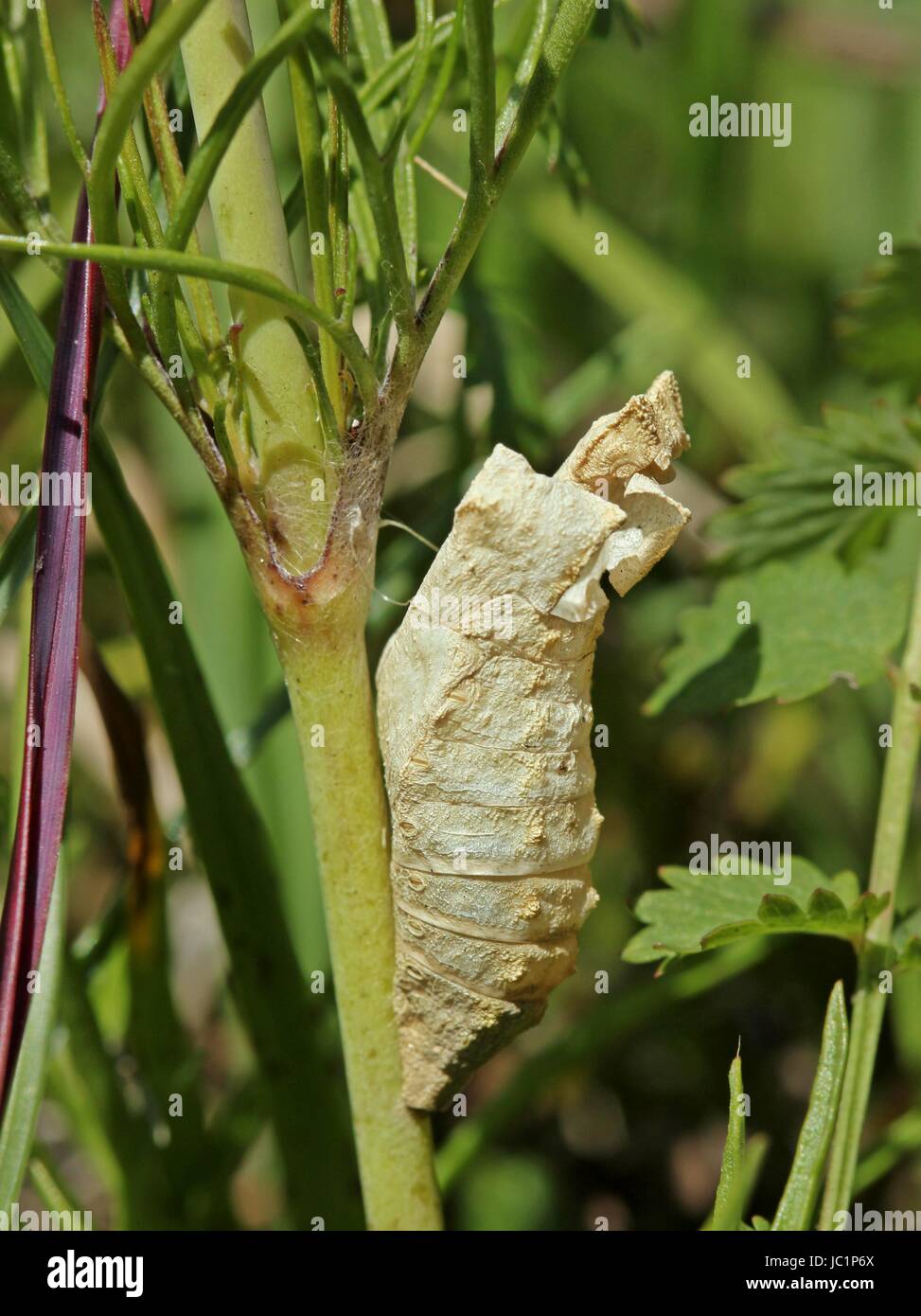 empty chrysalis of the swallowtail (papilio machaon Stock Photo - Alamy