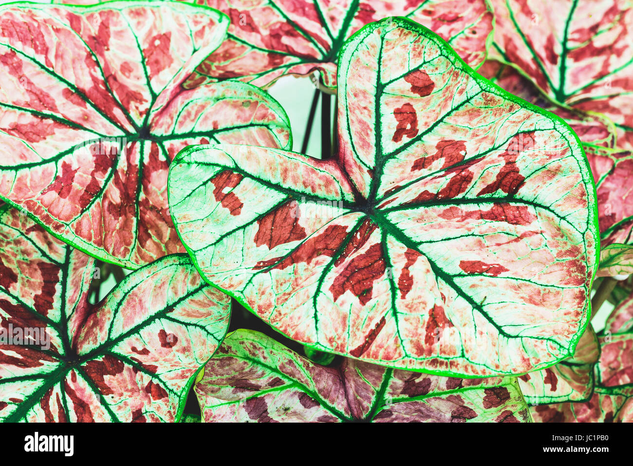 bright plant leaf look colorful Stock Photo - Alamy