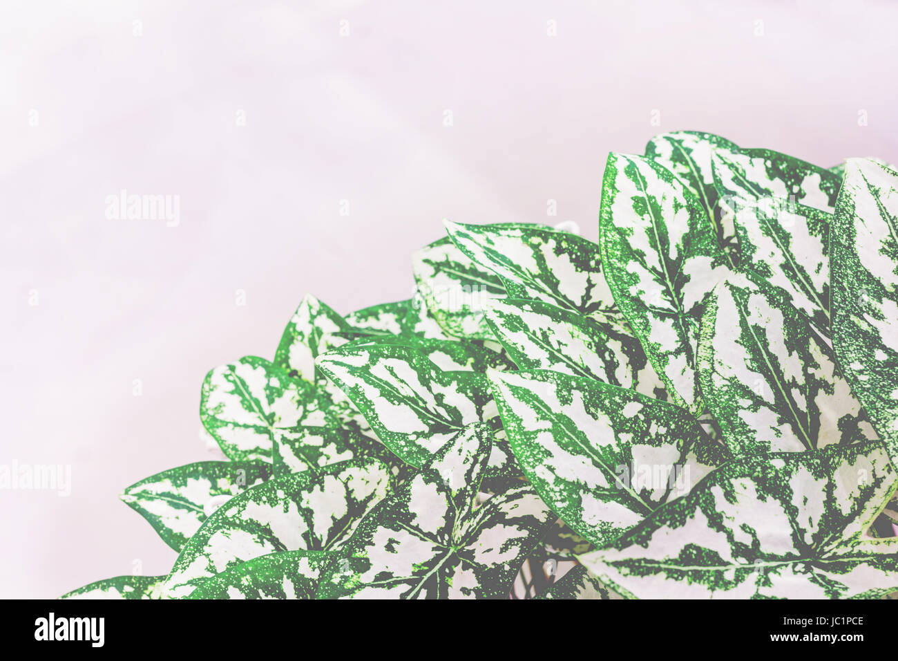 bright plant leaf look colorful Stock Photo - Alamy