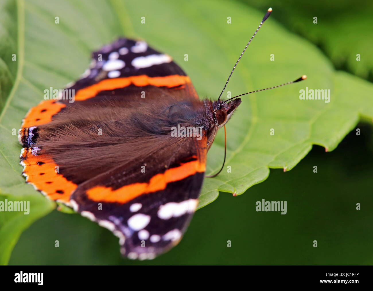 Reddish moth hi-res stock photography and images - Alamy