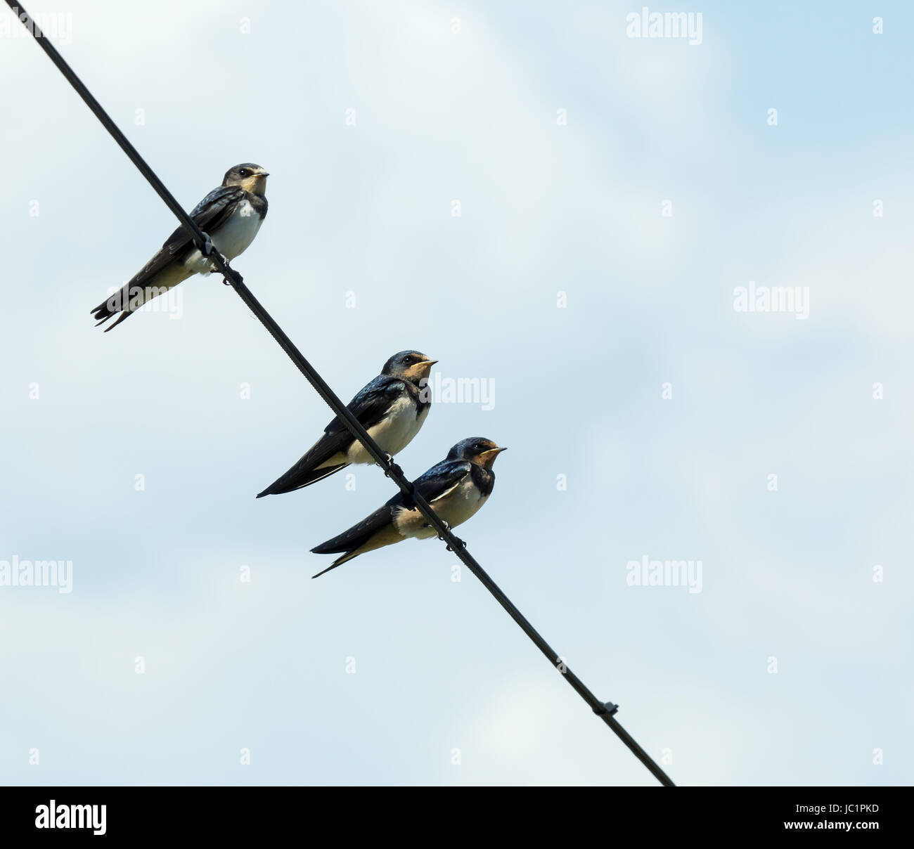 Group of young Barn Swallows on wire Stock Photo - Alamy