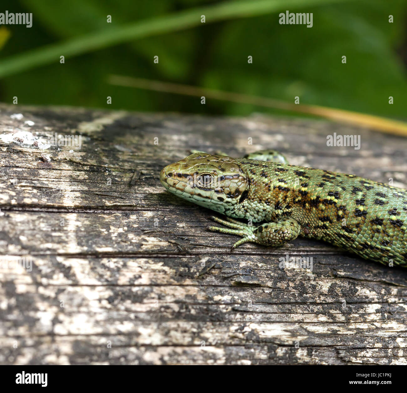 Close-up of Common Lizard, showing scales and claws details Stock Photo ...