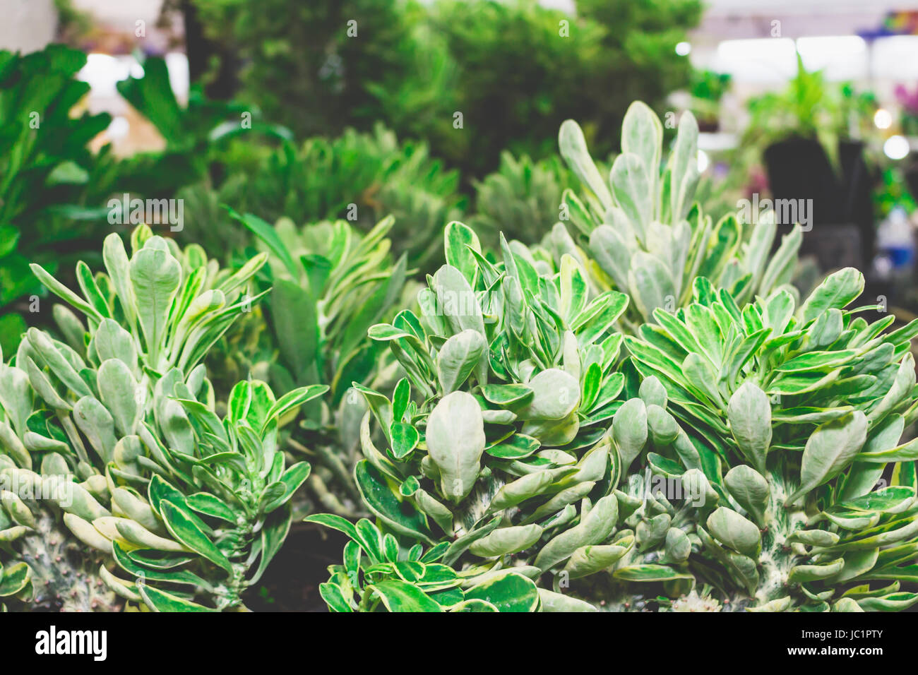 bright plant leaf look colorful Stock Photo - Alamy