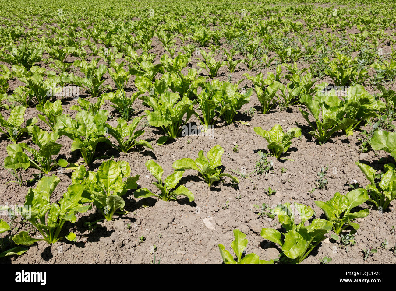 Mangel beet hi-res stock photography and images - Alamy
