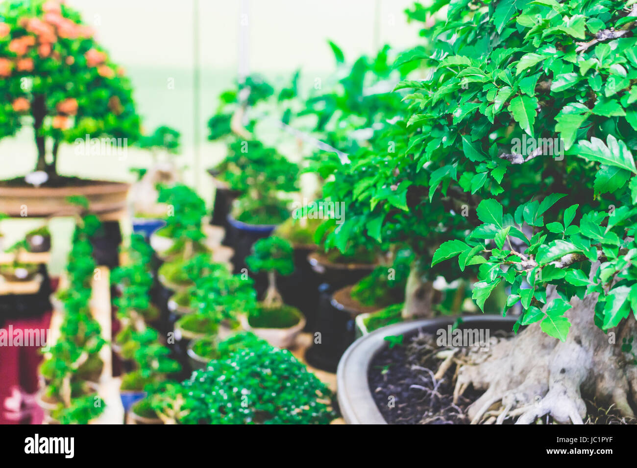 Leaf look hi-res stock photography and images - Alamy