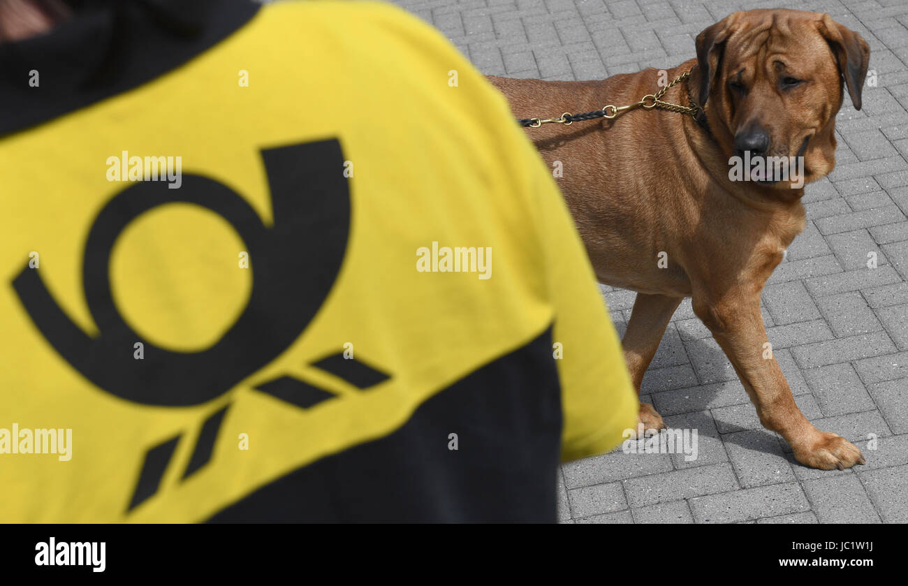 A dog looks at the postmen of the Deutsche Post (German postal service ...