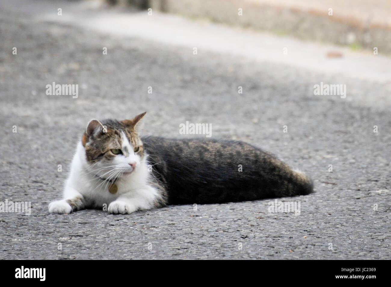 Larry the number 10 cat hi-res stock photography and images - Alamy