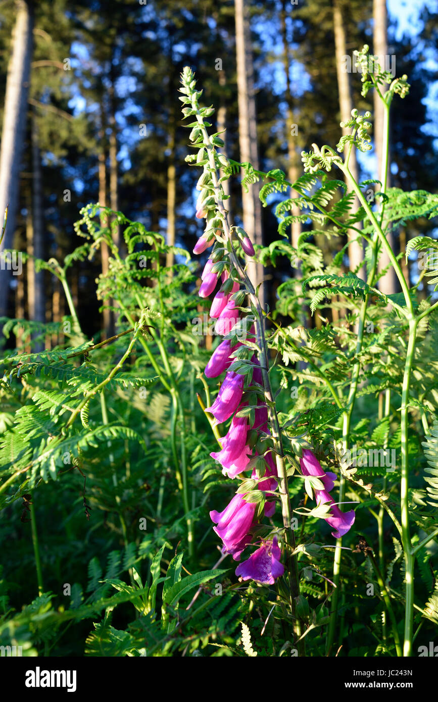 Misk hills nottinghamshire hi-res stock photography and images - Alamy