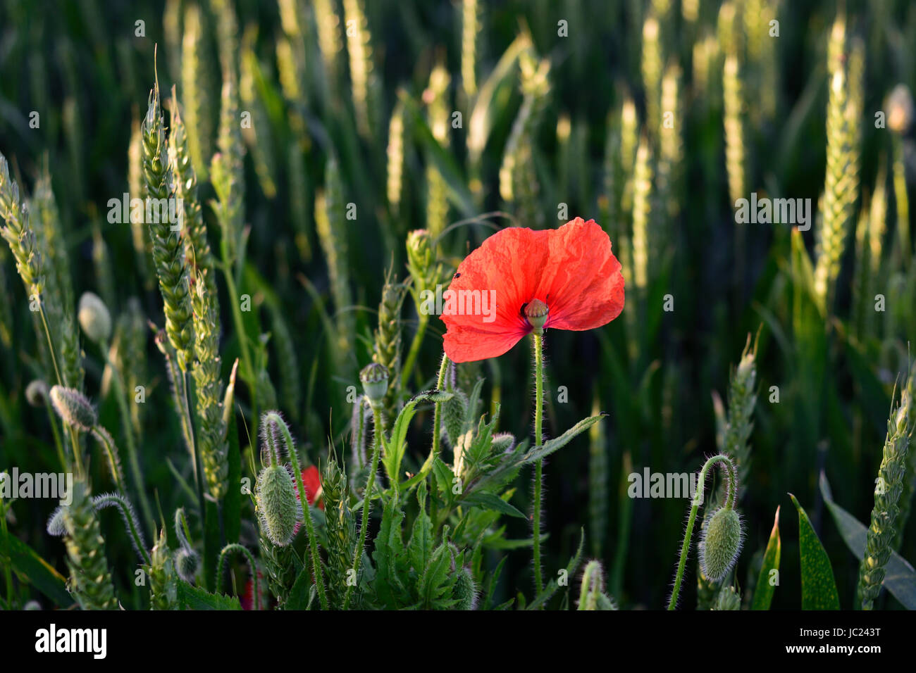 Misk hills hi-res stock photography and images - Alamy