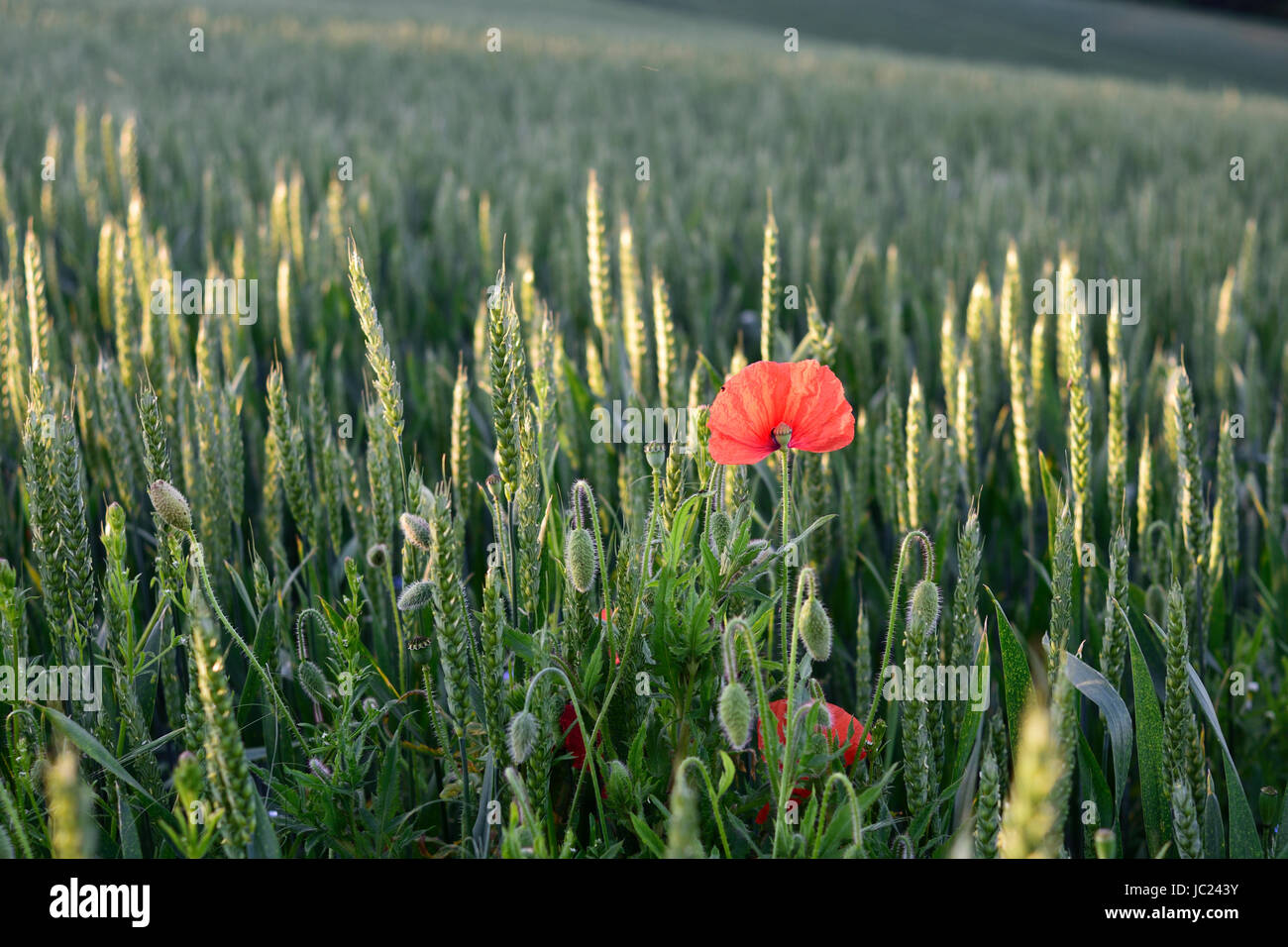 Misk hills hi-res stock photography and images - Alamy