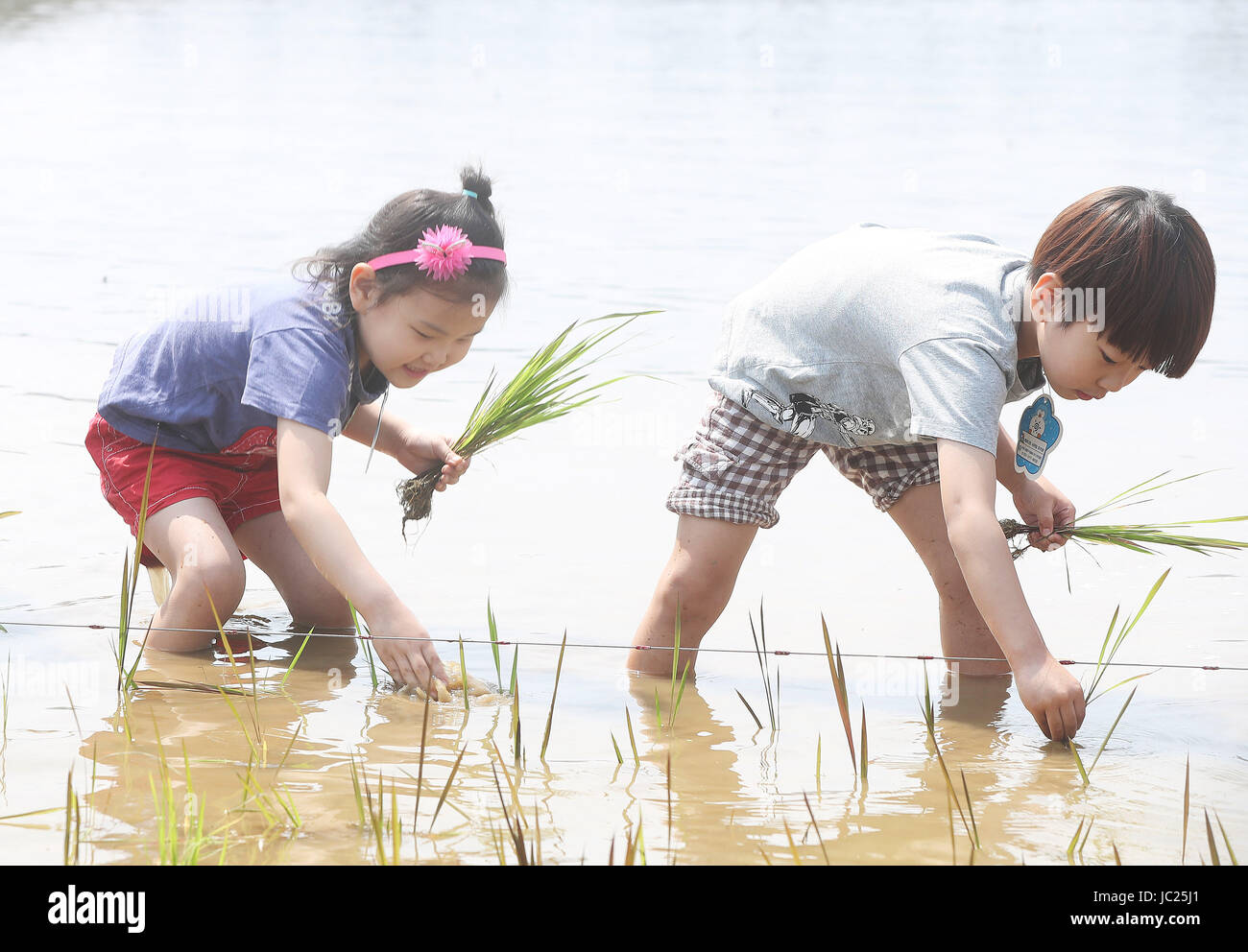 Rice planting test Children plant rice at a test paddy run by the Rural ...