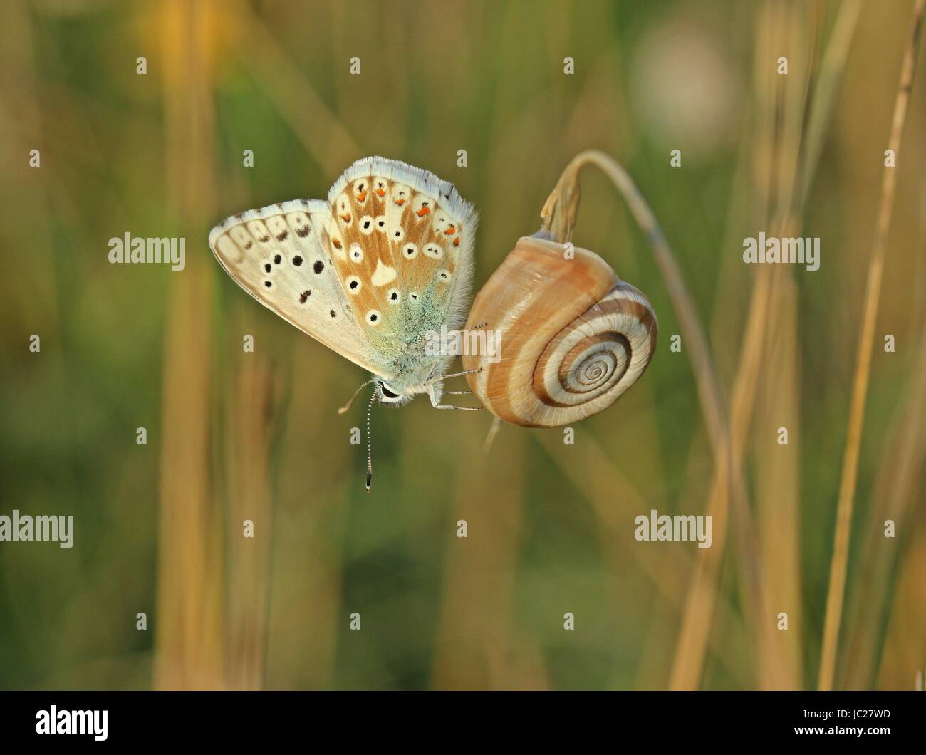 snail shell blade Stock Photo - Alamy