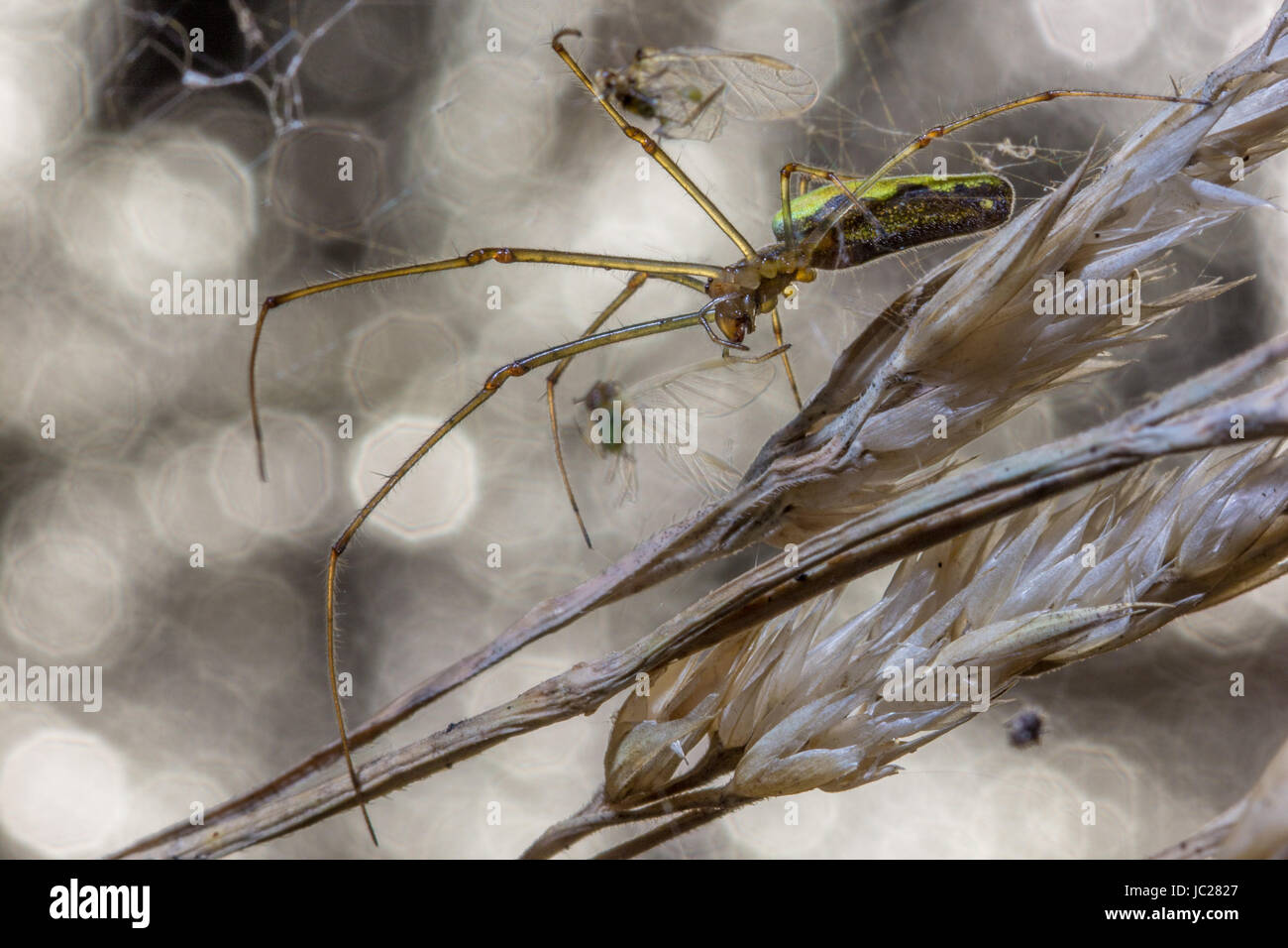 Phobia eight hi-res stock photography and images - Alamy