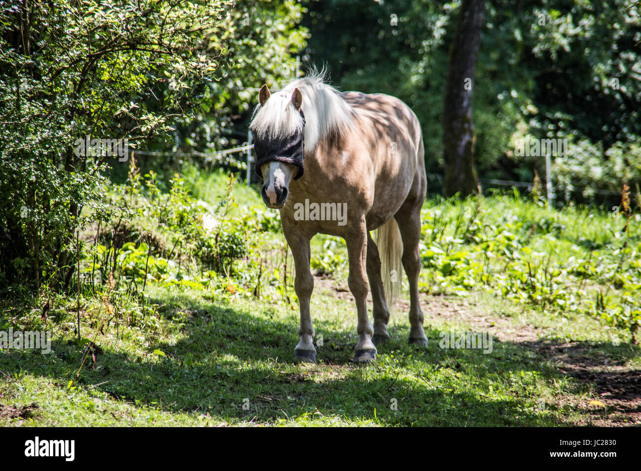 Apfelschimmel hi-res stock photography and images - Alamy