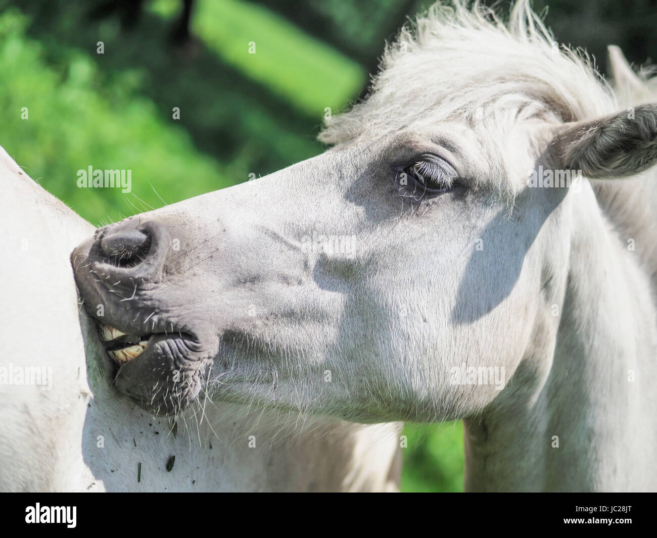 Dosanko hi-res stock photography and images - Alamy