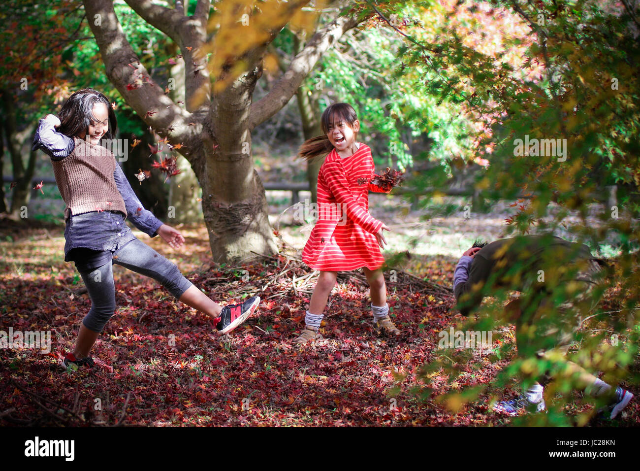 Japanese Fall Foliage Stock Photo - Alamy
