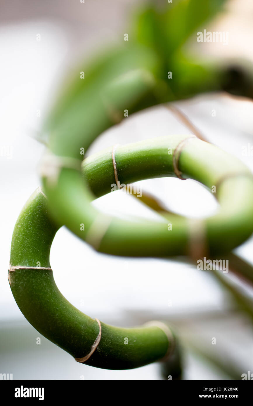 Closeup photo of curved green bamboo Stock Photo - Alamy