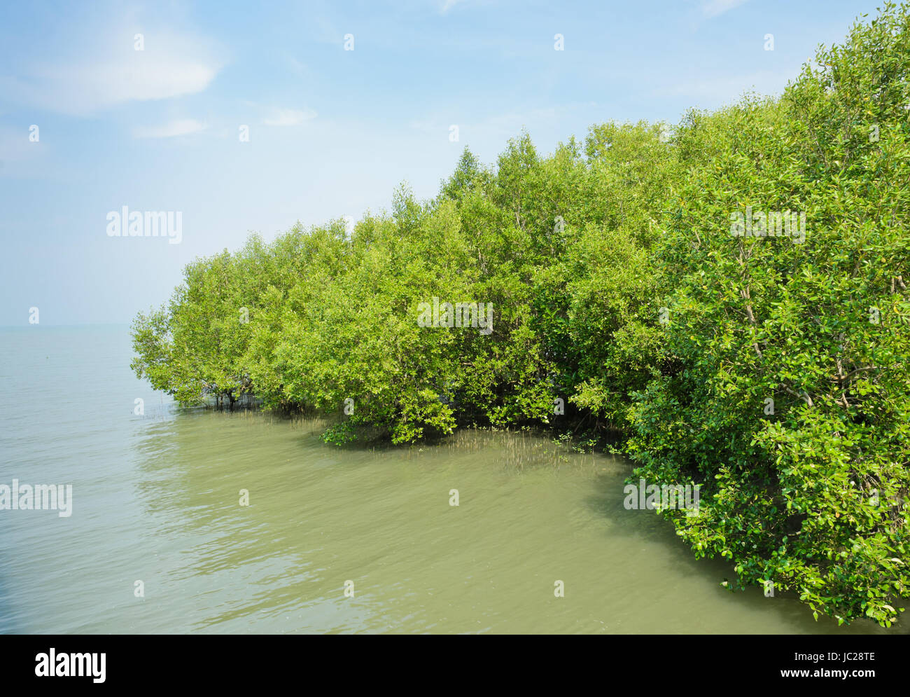 Avicennia marina thailand hi-res stock photography and images - Alamy