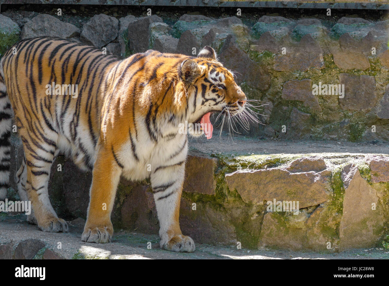 Tiger yawning hi-res stock photography and images - Alamy