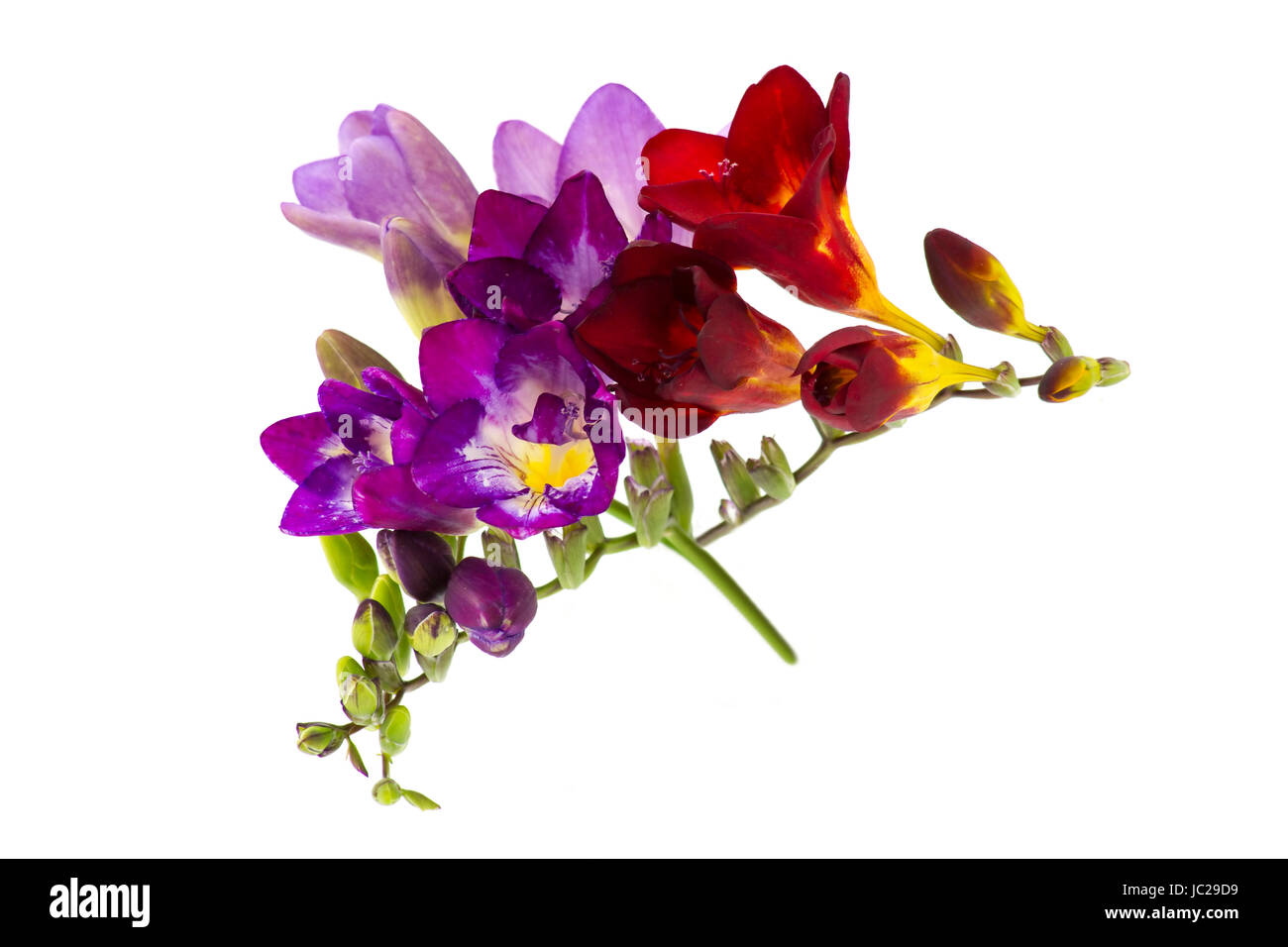 Blooming Freesia. Isolated on white background Stock Photo - Alamy