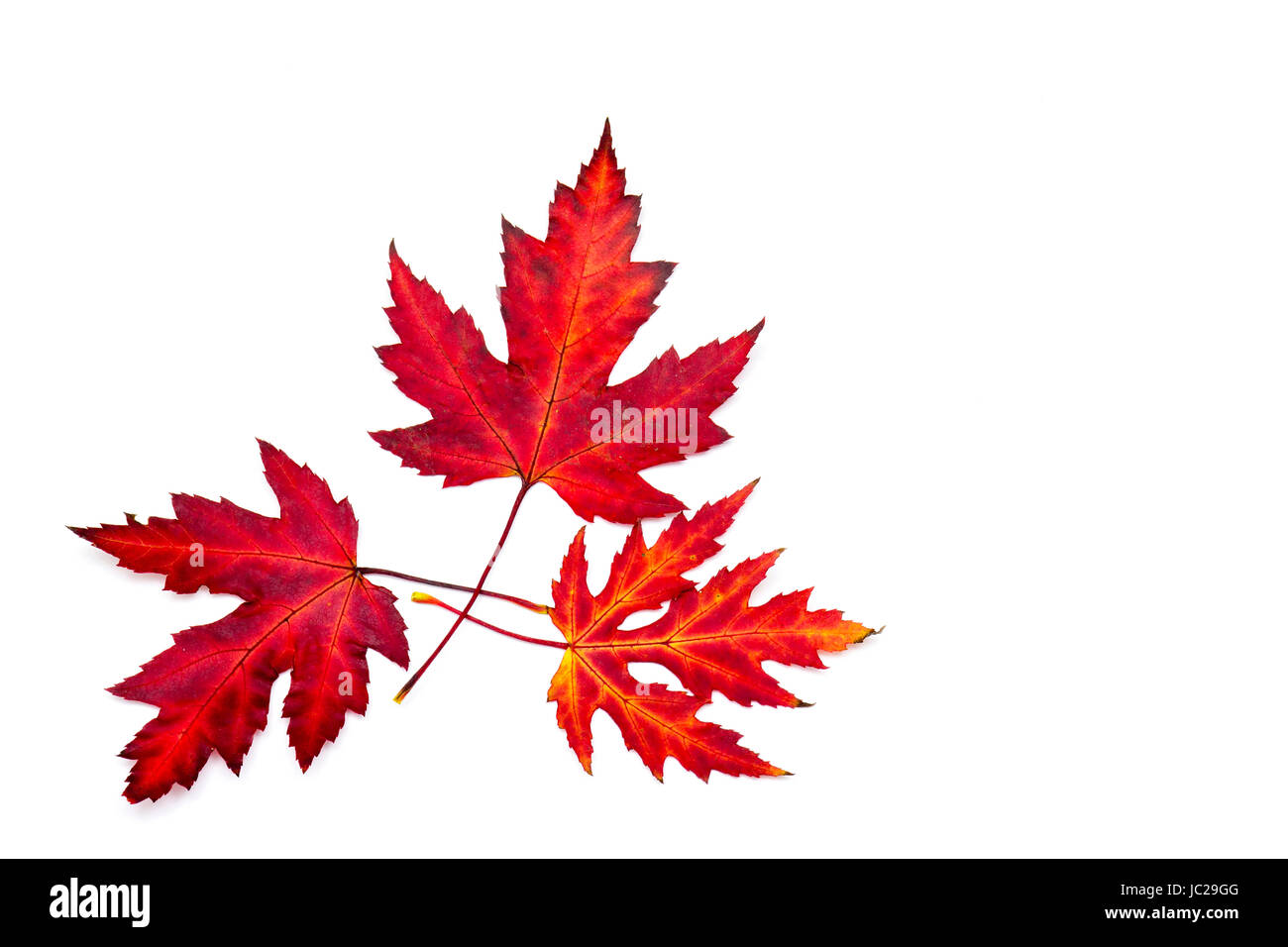 maple autumn leaves isolated on white background Stock Photo - Alamy