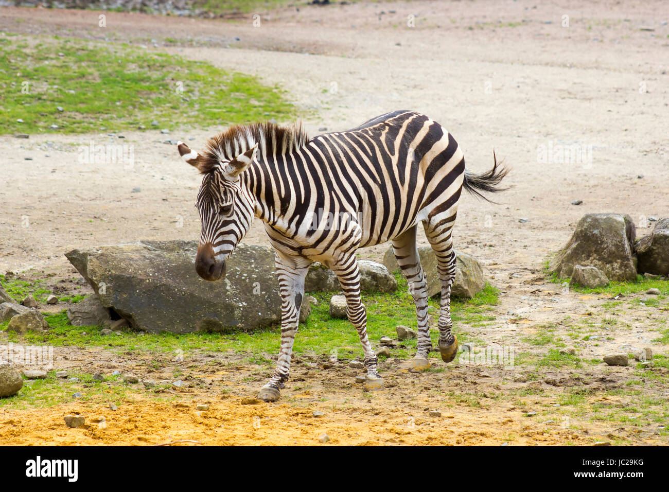 zebra in the zoo Stock Photo - Alamy