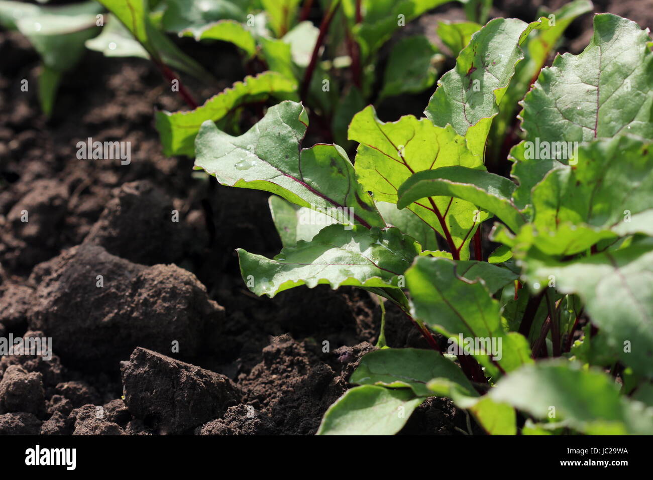 Beetroot seedling hi-res stock photography and images - Alamy