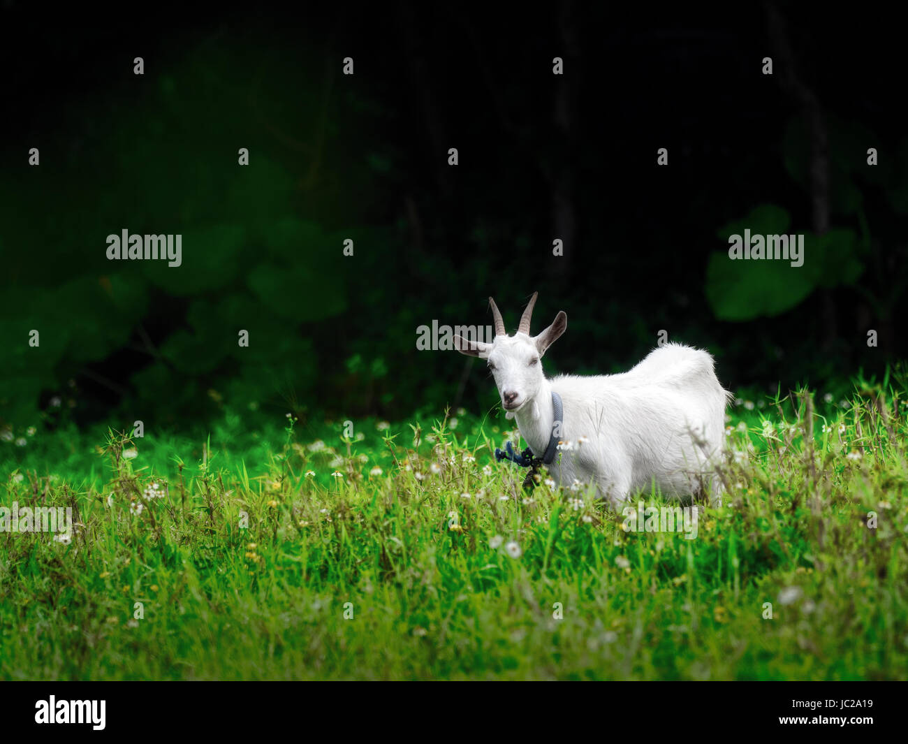 Goat at iriomote island hi-res stock photography and images - Alamy