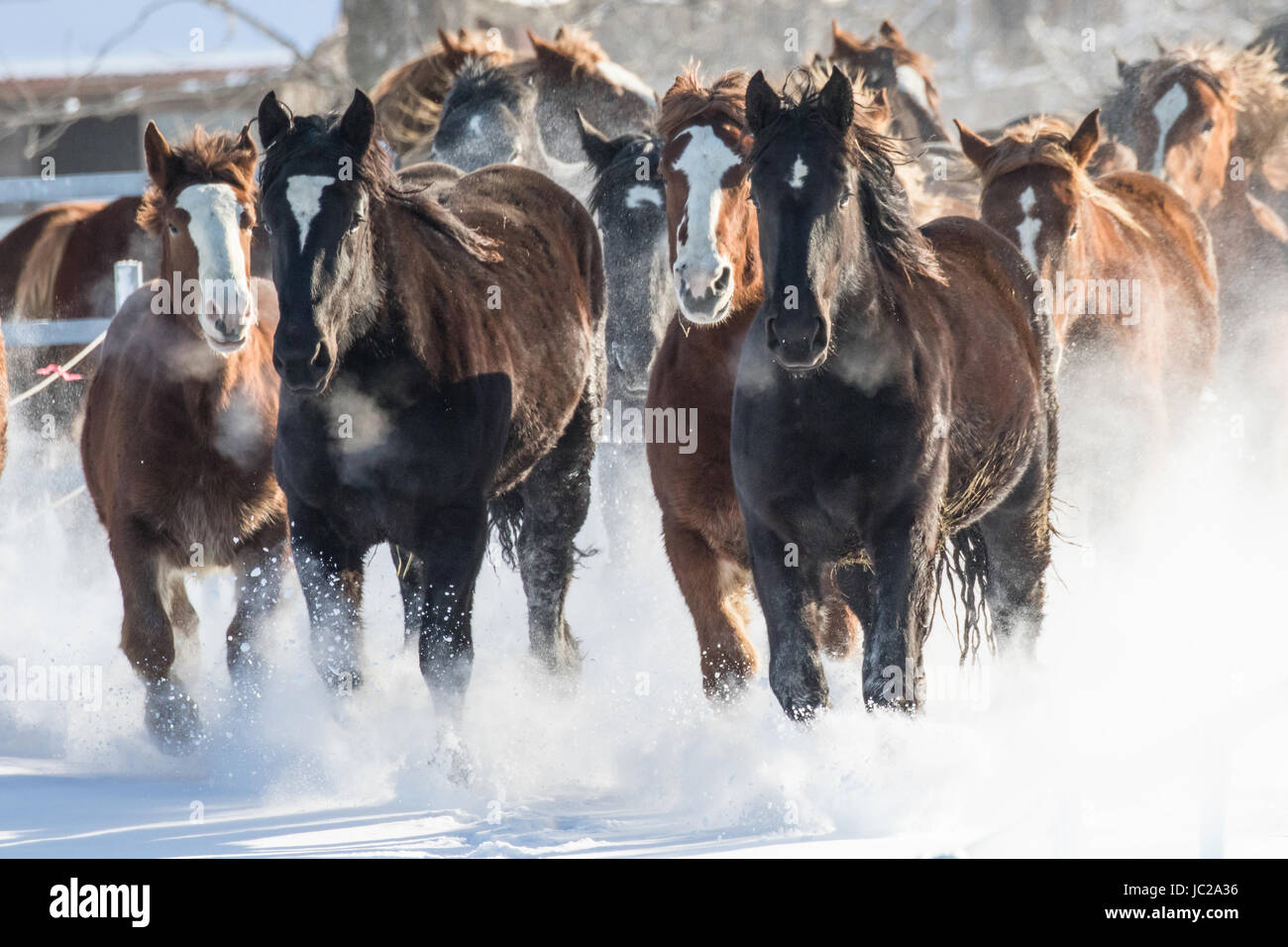 Horse Running in Snow Field Stock Photo - Alamy