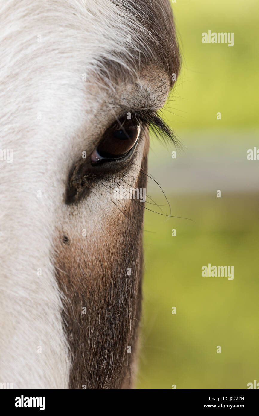 Domesticated Donkey - Equus africanus asinus Stock Photo - Alamy