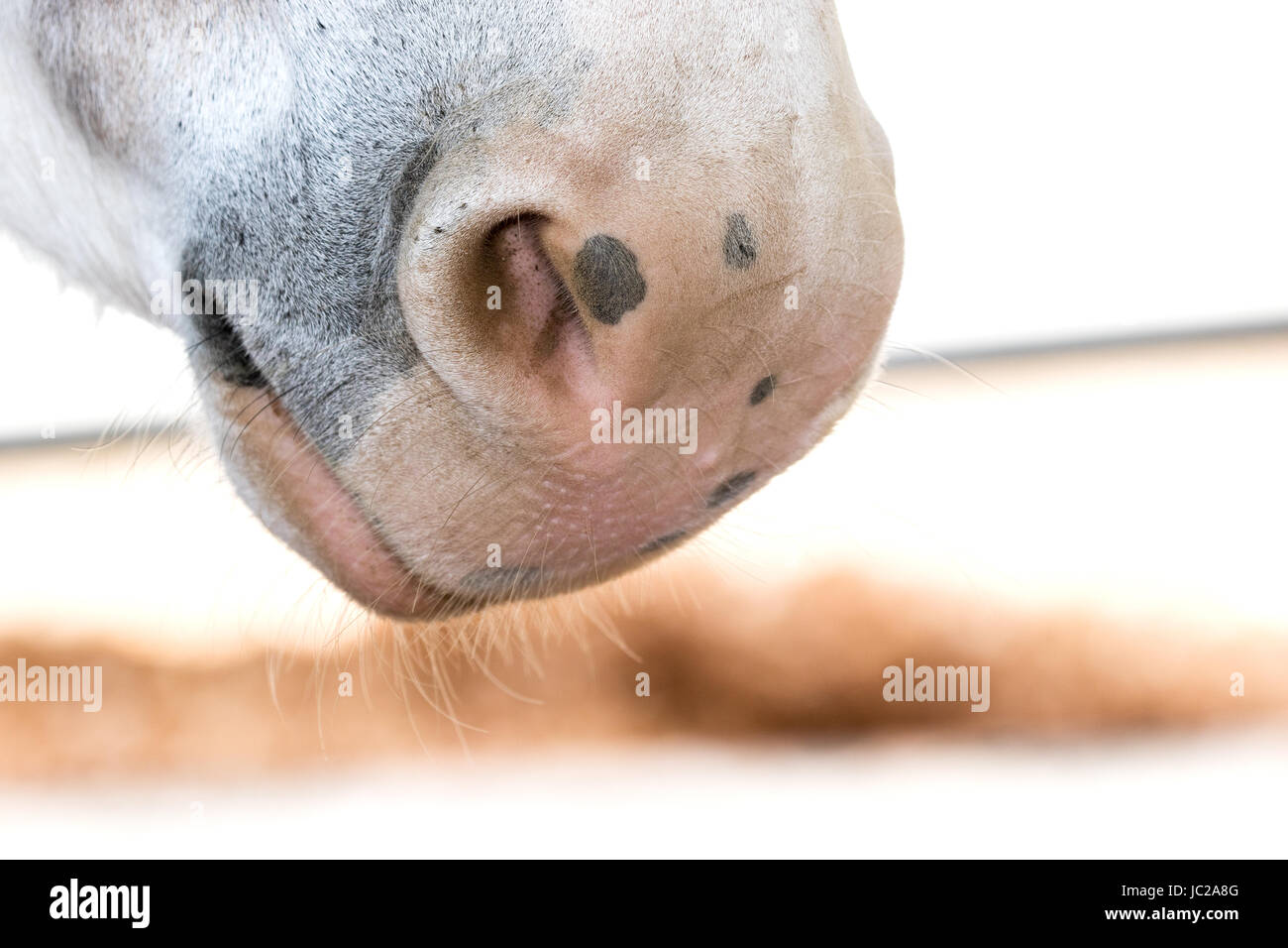 Domesticated Donkey - Equus africanus asinus - Snout, nose leather ...
