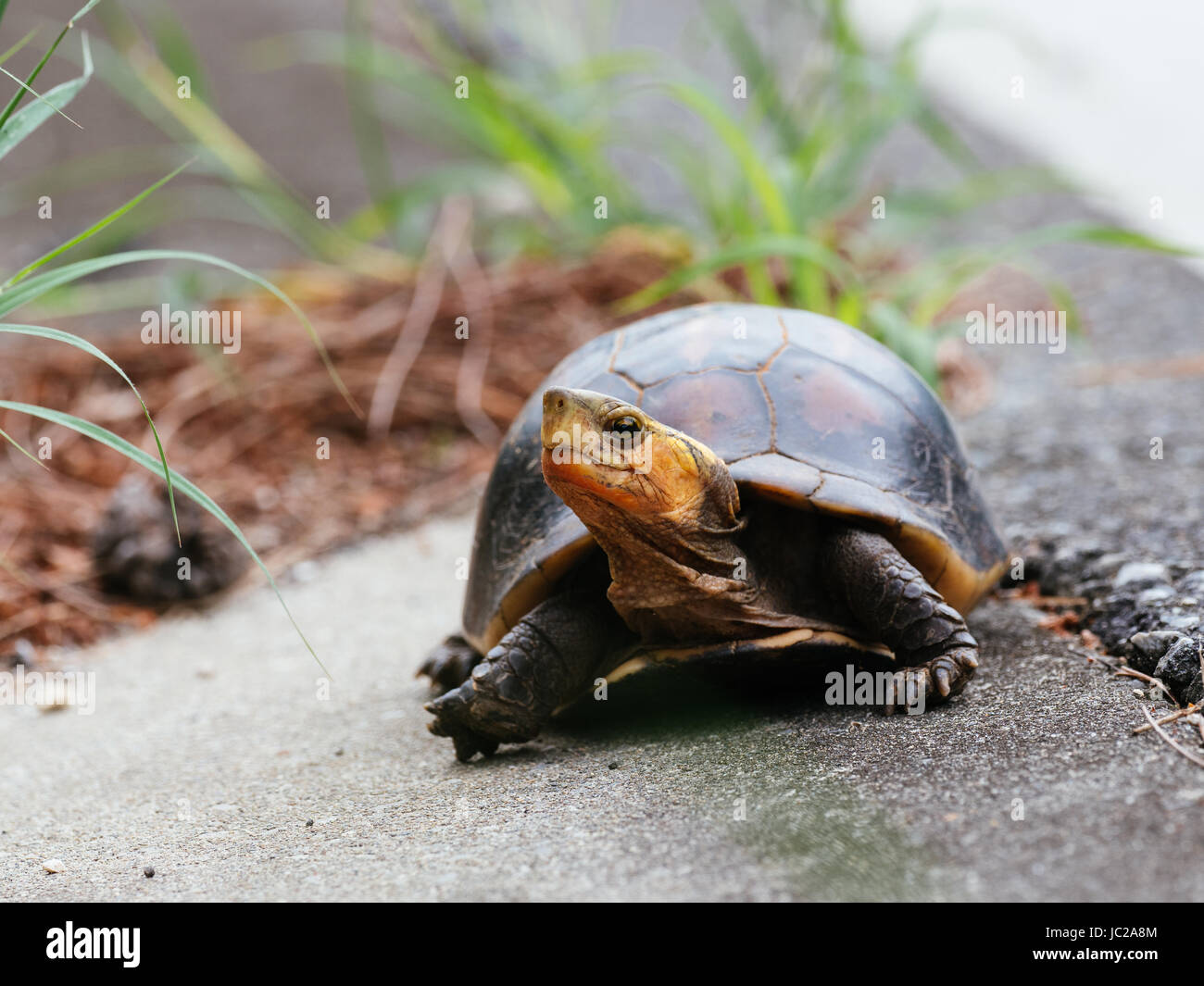 Cuora flavomarginata hi-res stock photography and images - Alamy