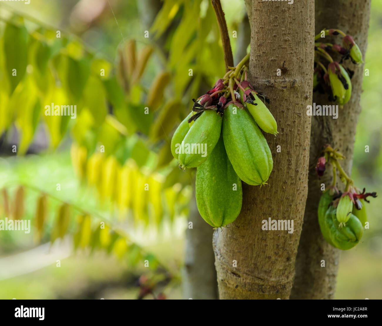 Bilimbi leaf hi-res stock photography and images - Alamy