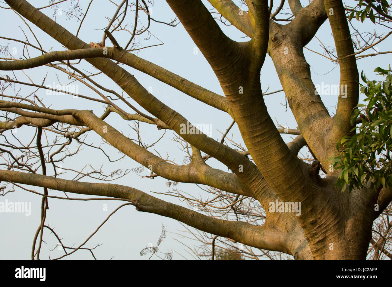 Detail of tree branch Stock Photo - Alamy