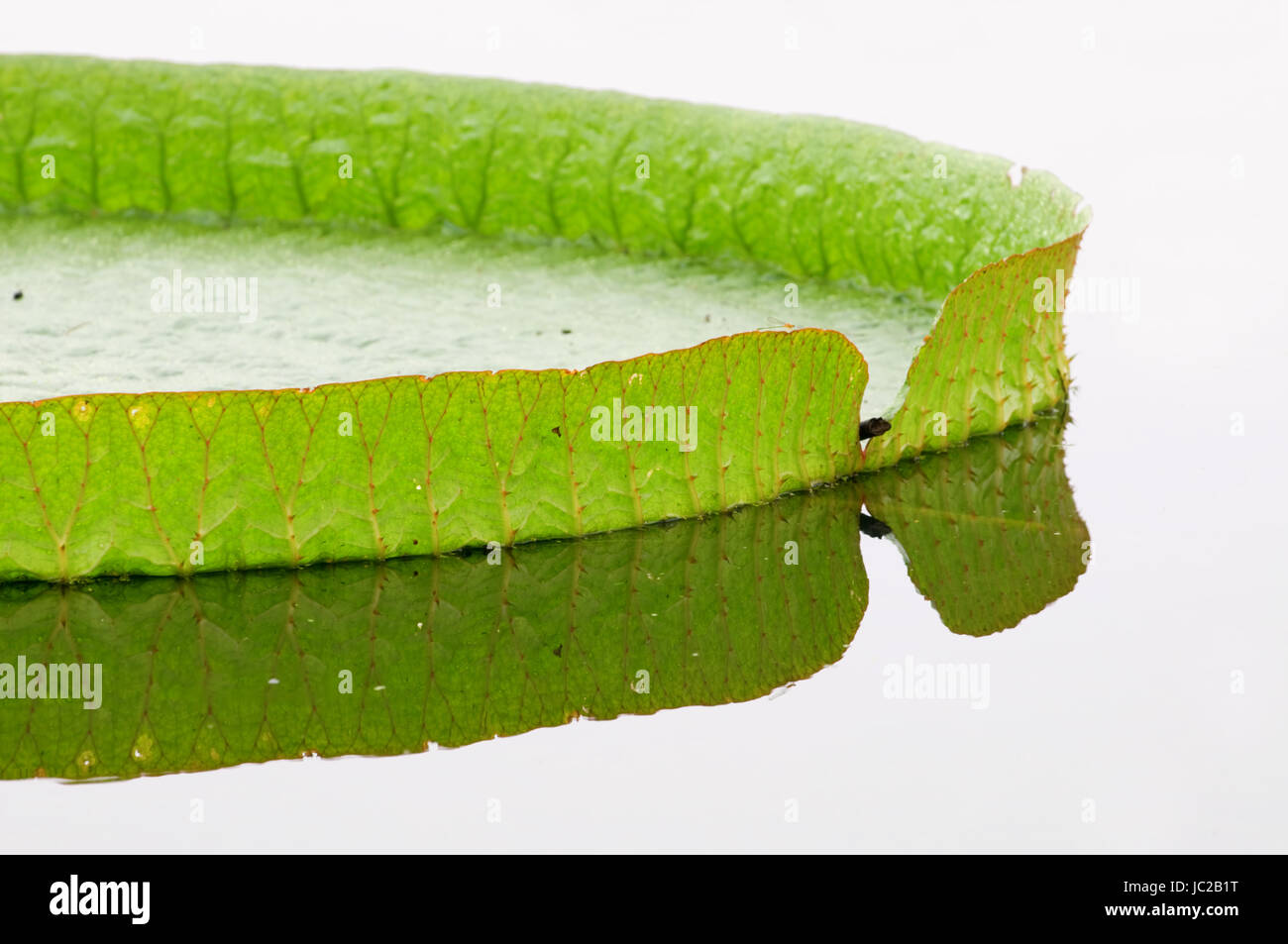 Close up rim of giant lotus leafs over water Stock Photo - Alamy