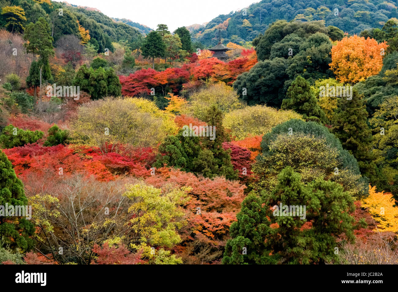 Panorama view of colorful trees of mountain in Kyoto, Japan Stock Photo ...