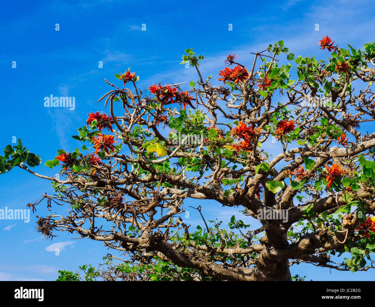 Erythrina variegata hi-res stock photography and images - Alamy