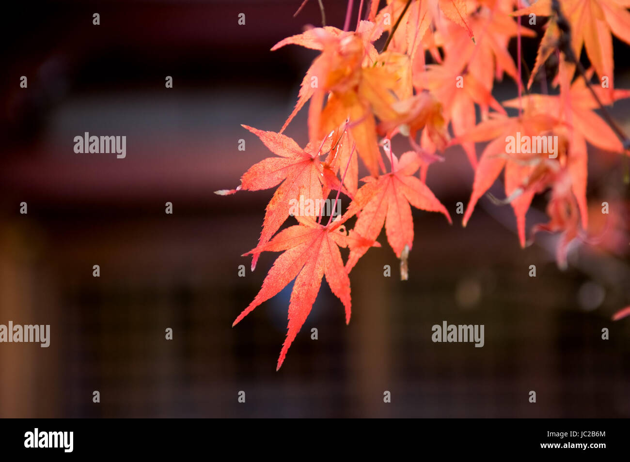 The red maple trees in japanese garden with temple background Stock ...