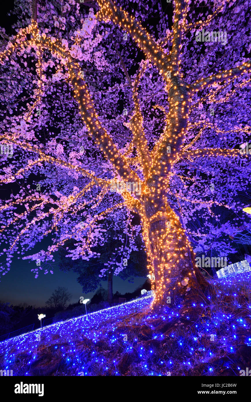 Cherry Blossoms, Light Up, at Night Stock Photo - Alamy