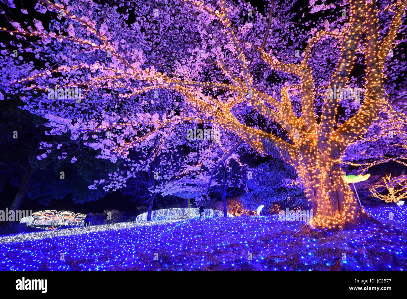 Cherry Blossoms, Light Up, at Night Stock Photo - Alamy