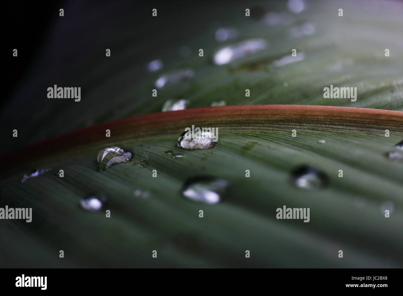 Water drop on Leaf Stock Photo - Alamy