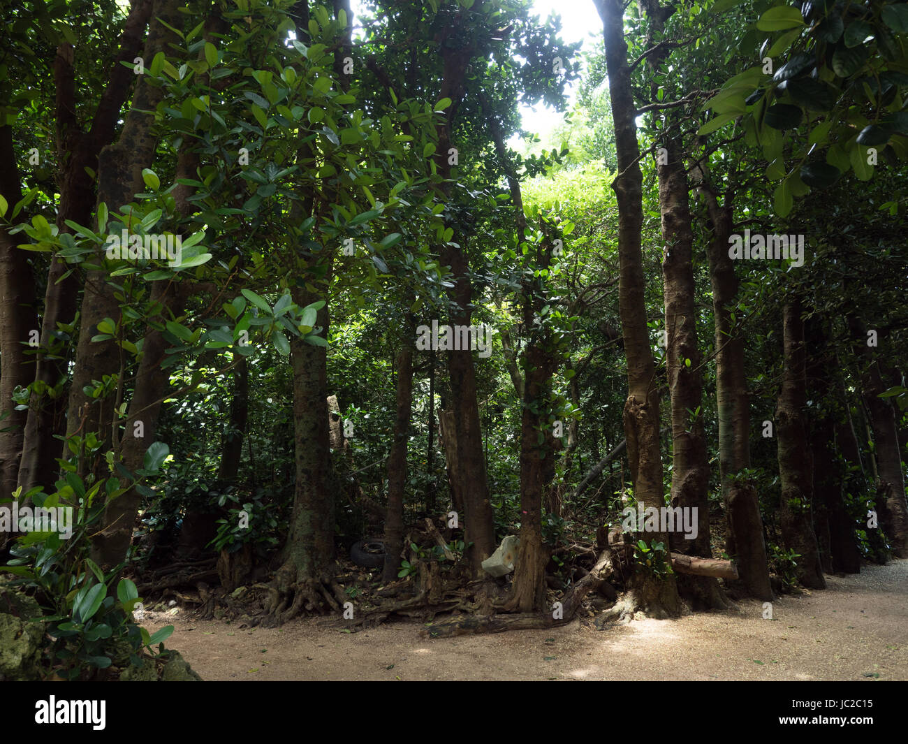 Garcinia Tree lines at Bise, Okinawa Prefecture Stock Photo - Alamy
