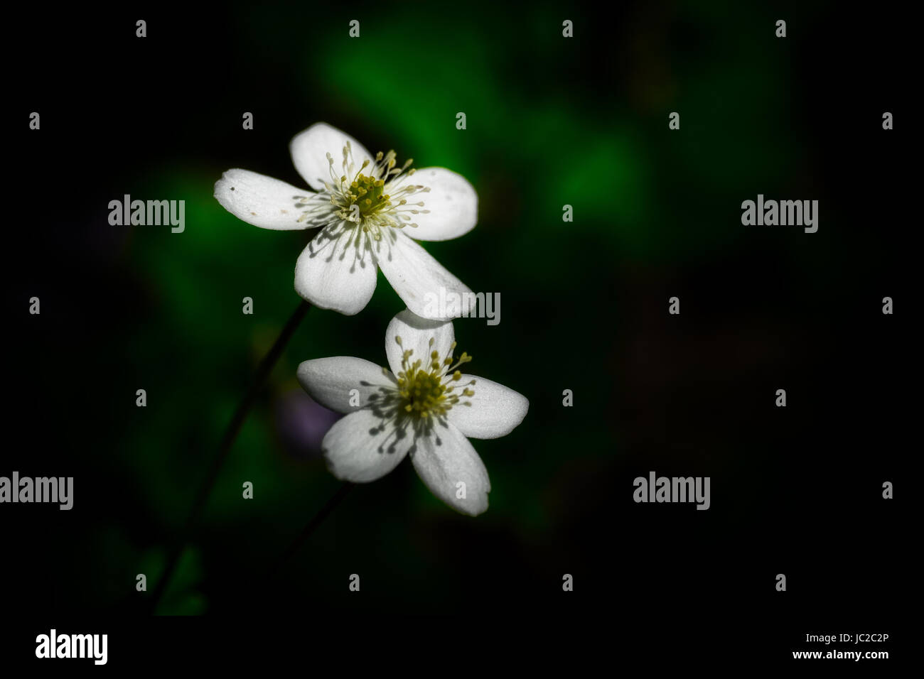 Wind flower hi-res stock photography and images - Alamy