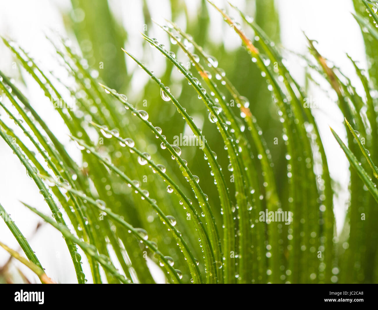 Landscape in Rainy Season Stock Photo - Alamy