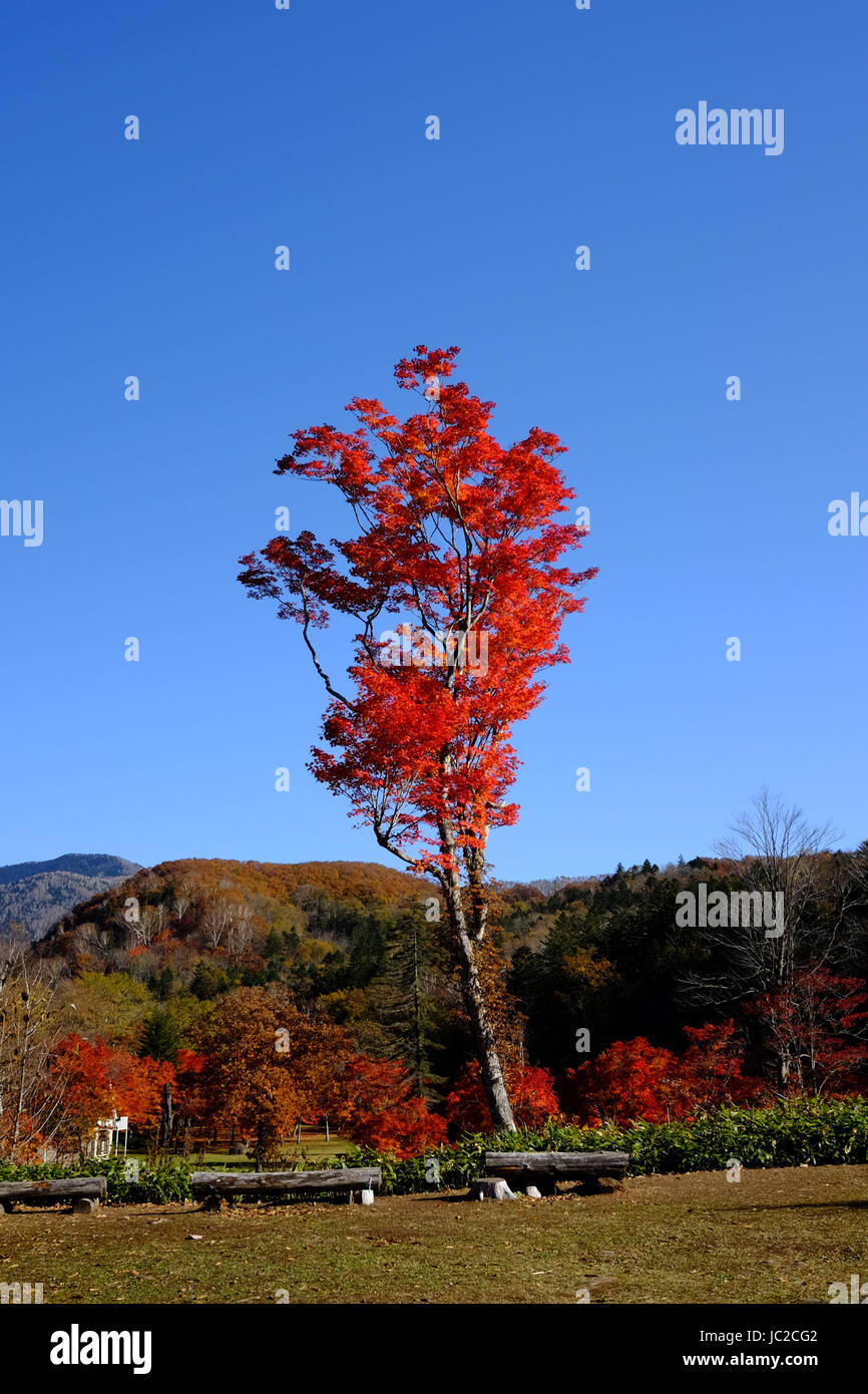 Japanese Fall Foliage Stock Photo - Alamy