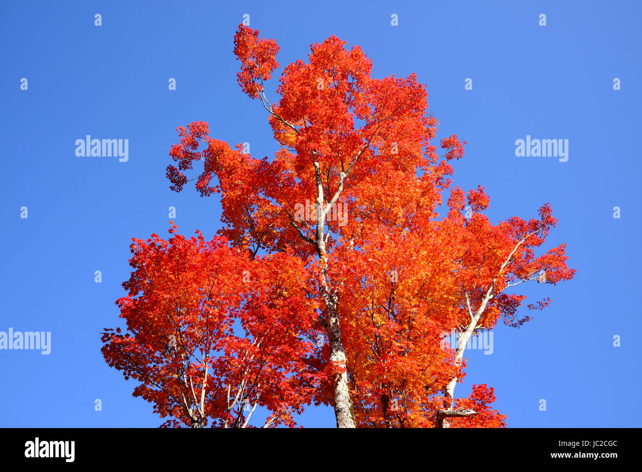 Japanese Fall Foliage Stock Photo - Alamy