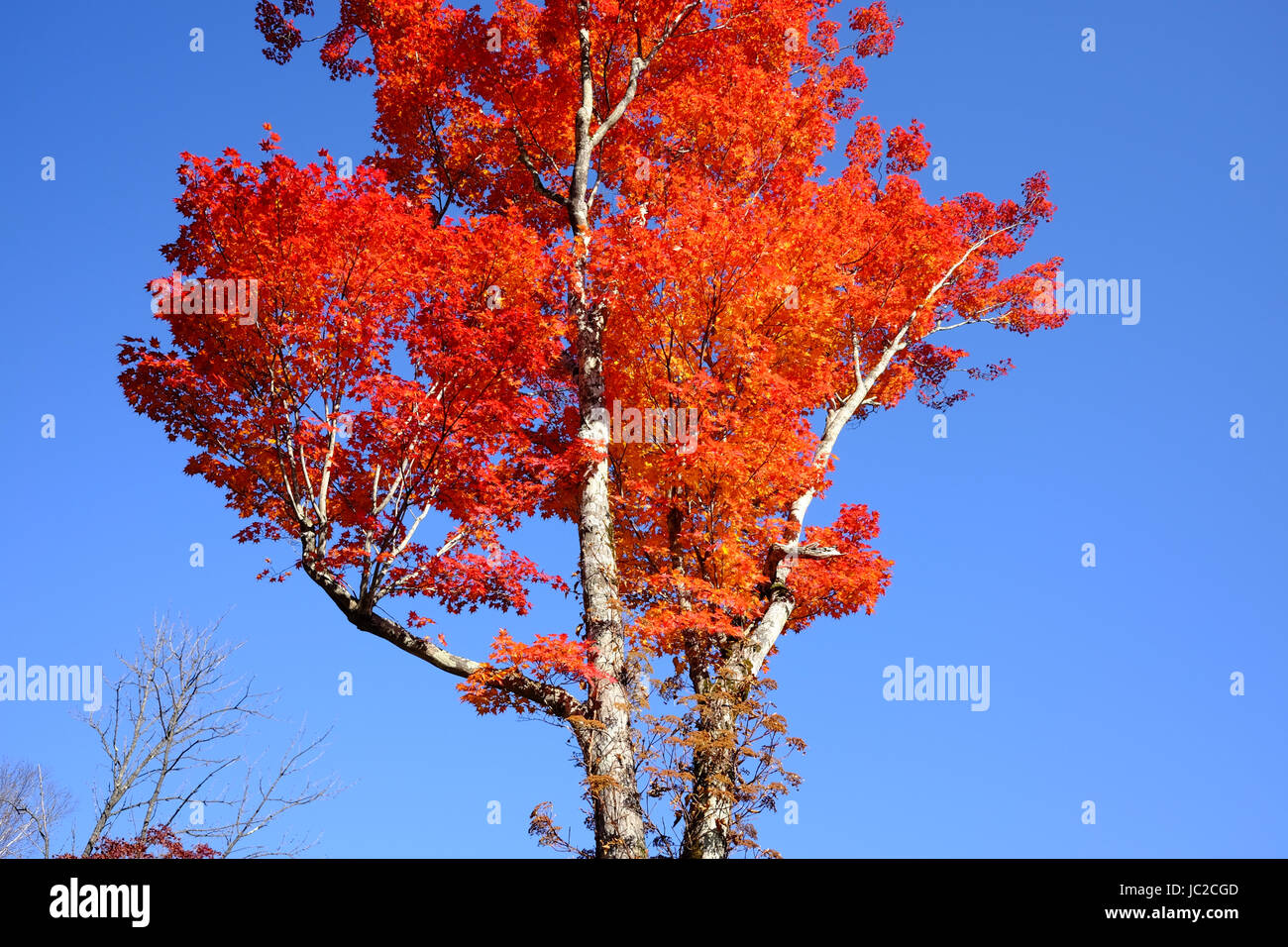 Japanese Fall Foliage Stock Photo - Alamy