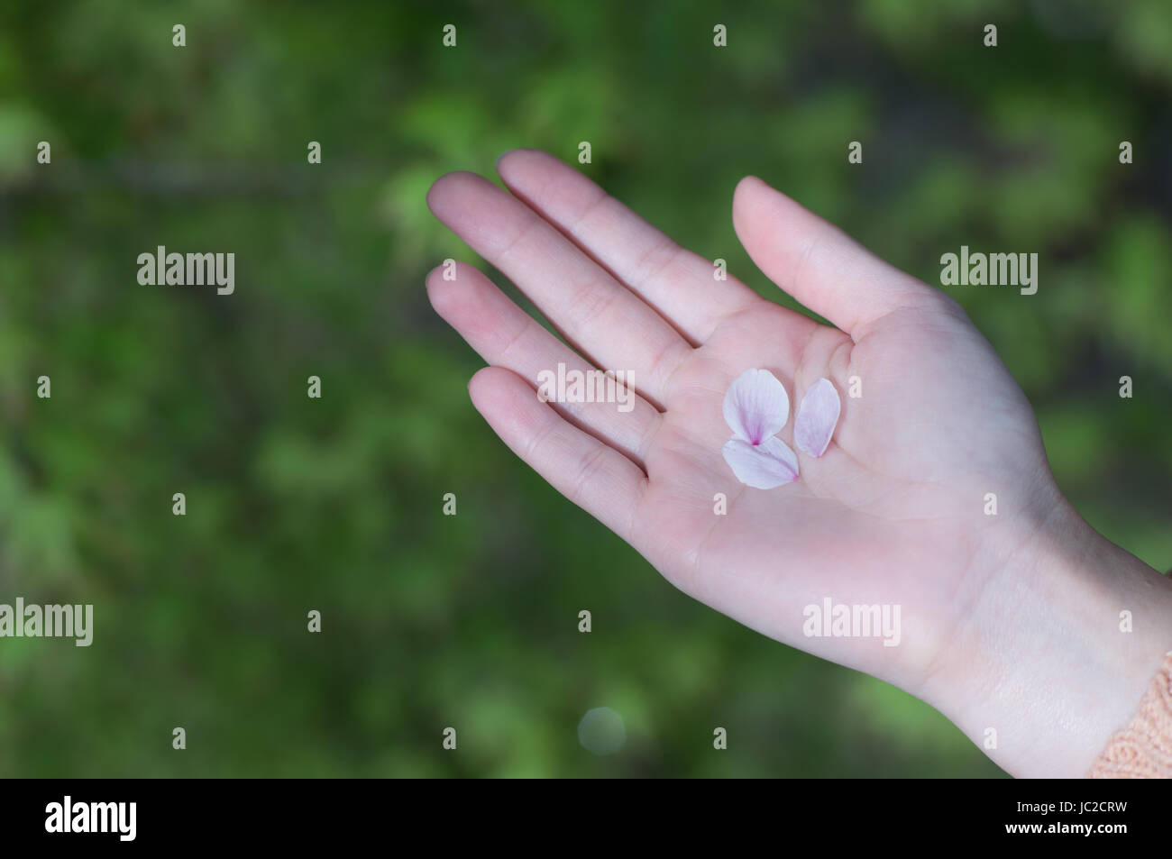 Sakura in my hand Stock Photo - Alamy